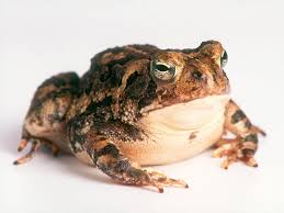 A-Z Animals and Pets | SpanishDictionary.com Answers
